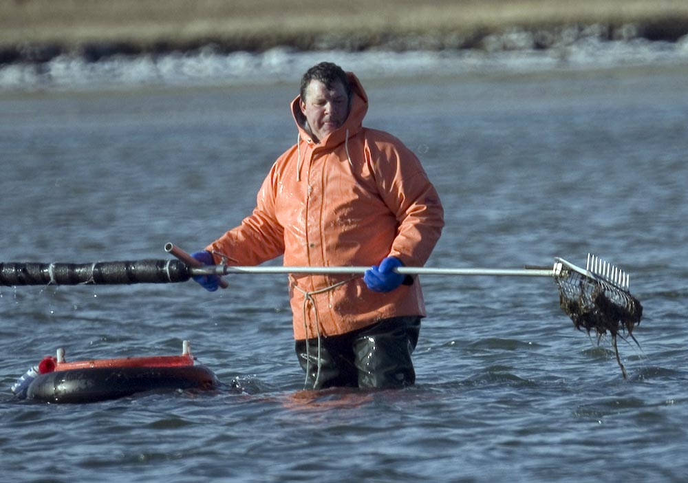 Vineyard Gazette | | Bushel, a Peck: Hardy Mr. Peters Rakes a Living