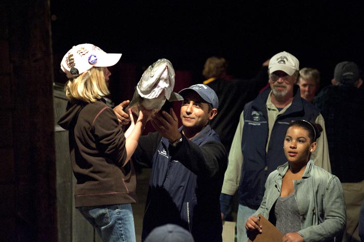 Vineyard Gazette | Striped Bass and Bluefish Derby | Anglers Young and ...