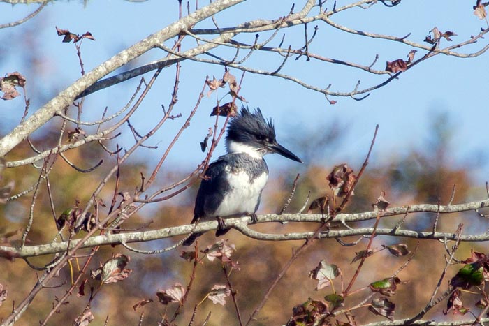 Vineyard Gazette | | Belted Kingfisher
