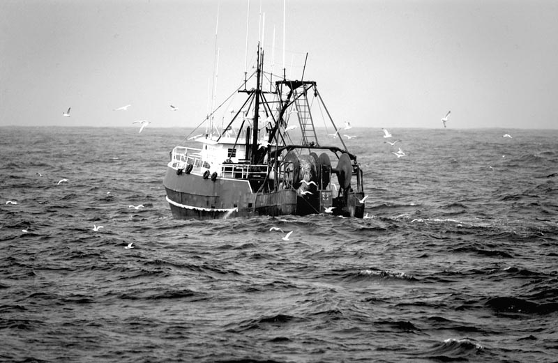 Vineyard Gazette | Fishing | Cod Woes