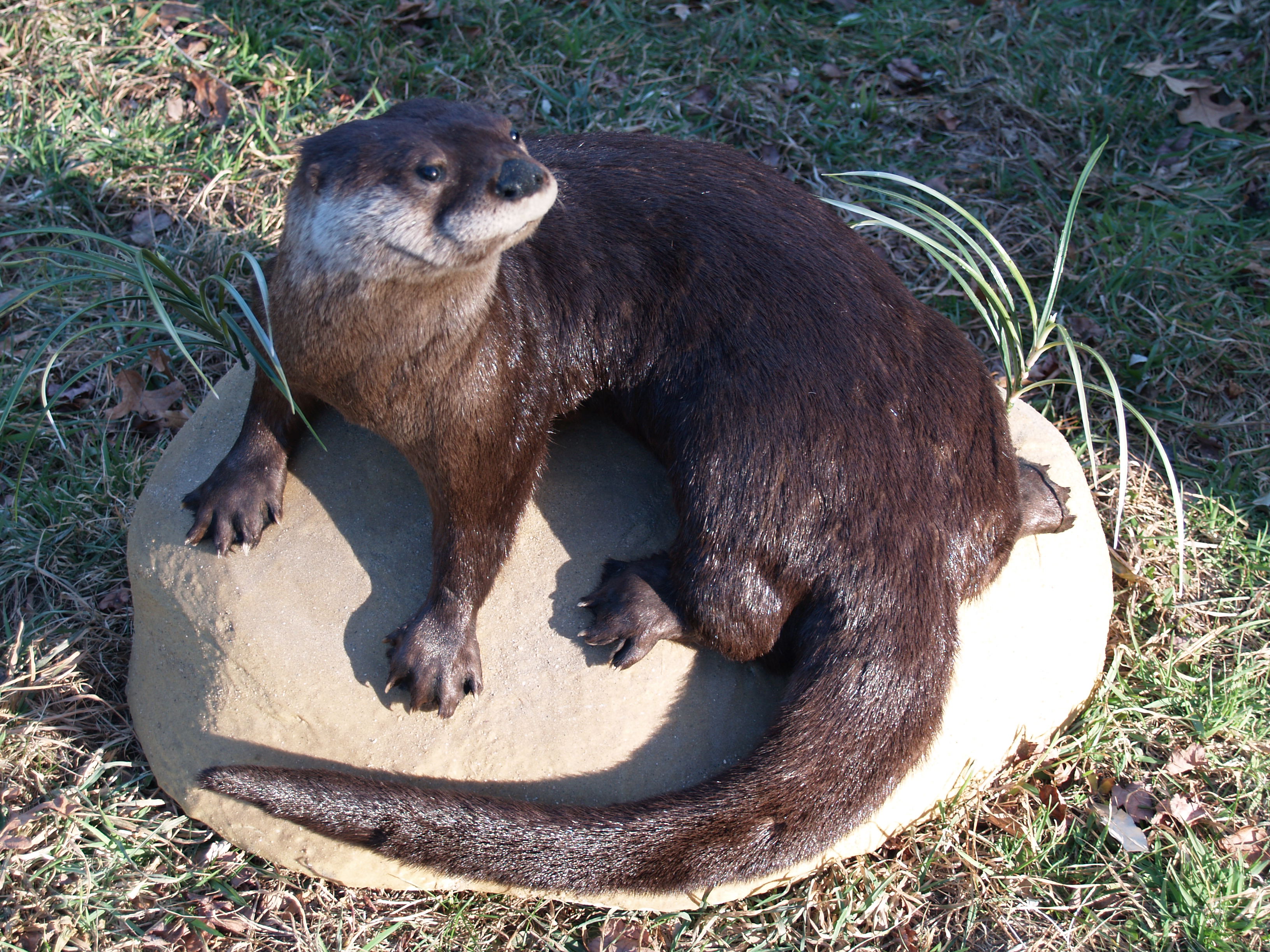 Vineyard Gazette | | News Update: Sunday, Jan. 8 - On the Hunt for ...