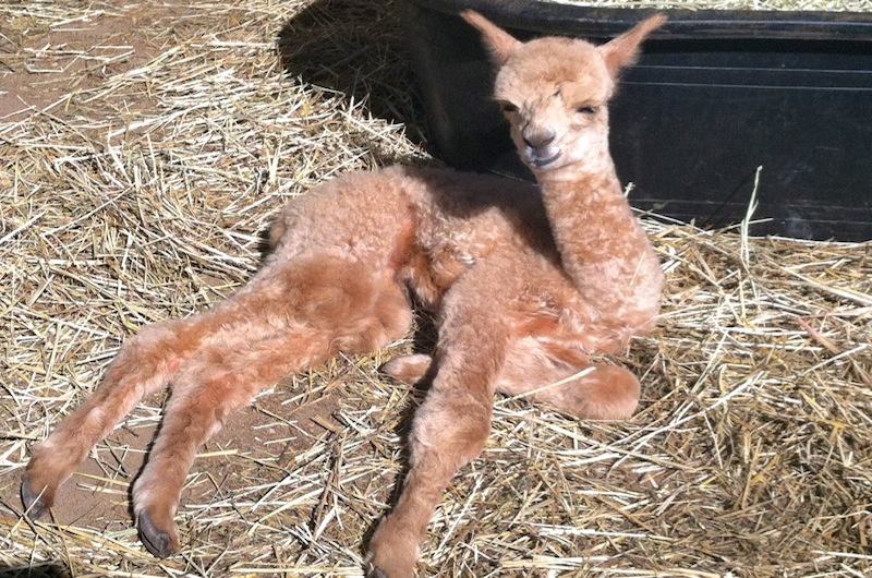 Vineyard Gazette | Island Alpaca Company | Alpaca Shearing Day
