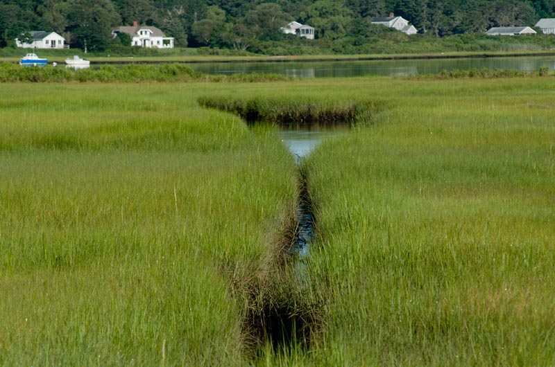 Vineyard Gazette | West Nile Virus | West Nile Virus Detected in ...