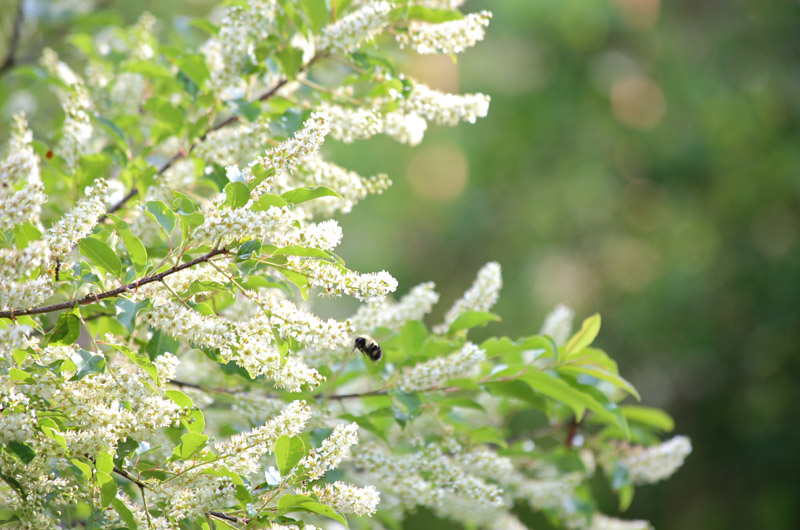 Vineyard Gazette | | An Annual Hose Rant