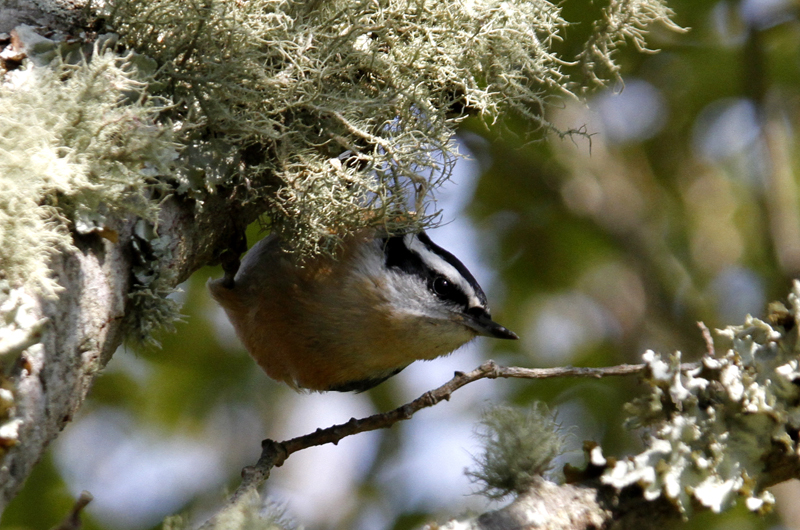 Vineyard Gazette | | When to Migrate