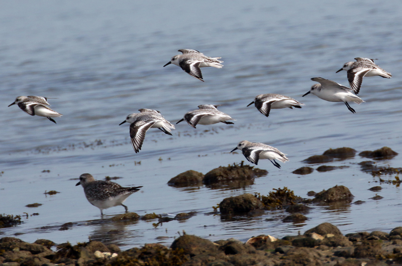 Vineyard Gazette | | When to Migrate