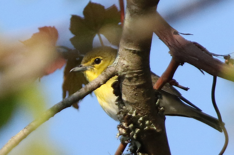 Vineyard Gazette | | When to Migrate