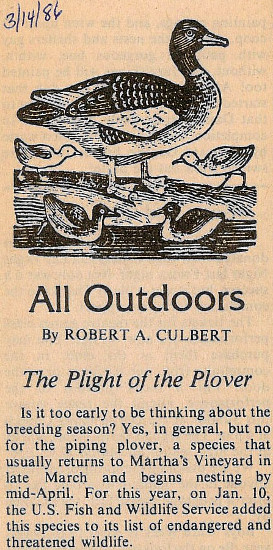 Vineyard Gazette | Piping plover | All Outdoors: The Plight of the Plover