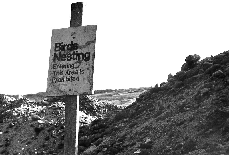 Vineyard Gazette | Piping plover | All Outdoors: The Plight of the Plover