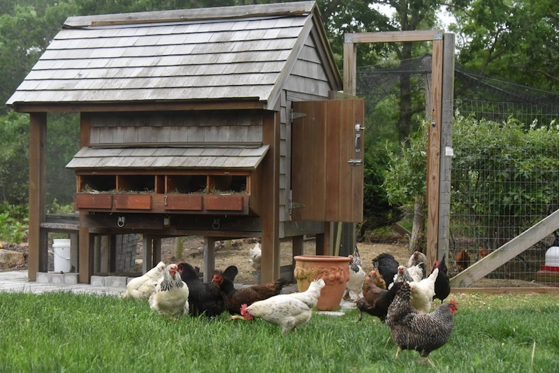 Vineyard Gazette | | Animal House