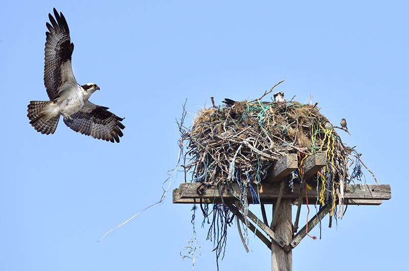 Vineyard Gazette | Earth Day | Annual Earth Day Beach Clean-Up