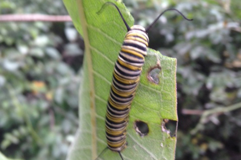 Vineyard Gazette | | Angel's Babies