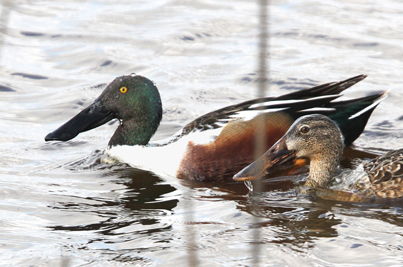 Vineyard Gazette | | Signs of Spring?