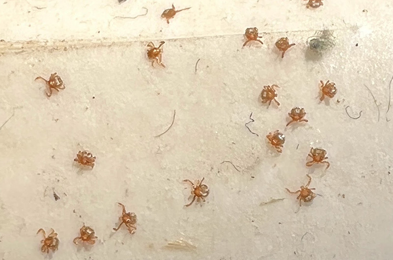 Vineyard Gazette | Lone Star tick | Invasive Arachnids