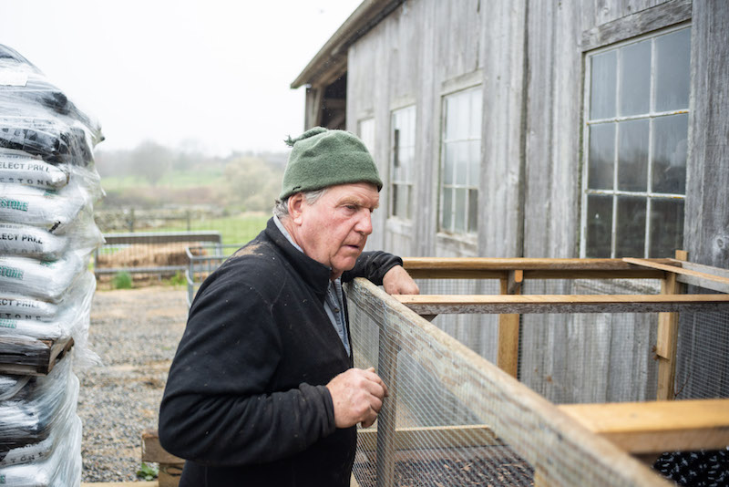 Vineyard Gazette | On the Waterfront | At Allen Farm, a Chestnut Forest ...