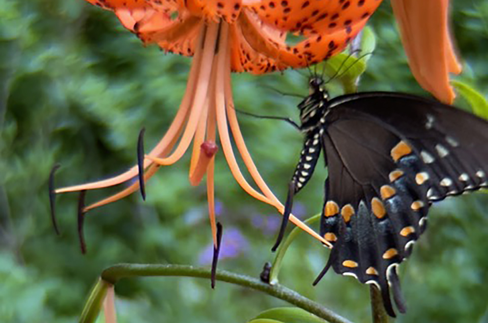 Vineyard Gazette | | A New Leaf