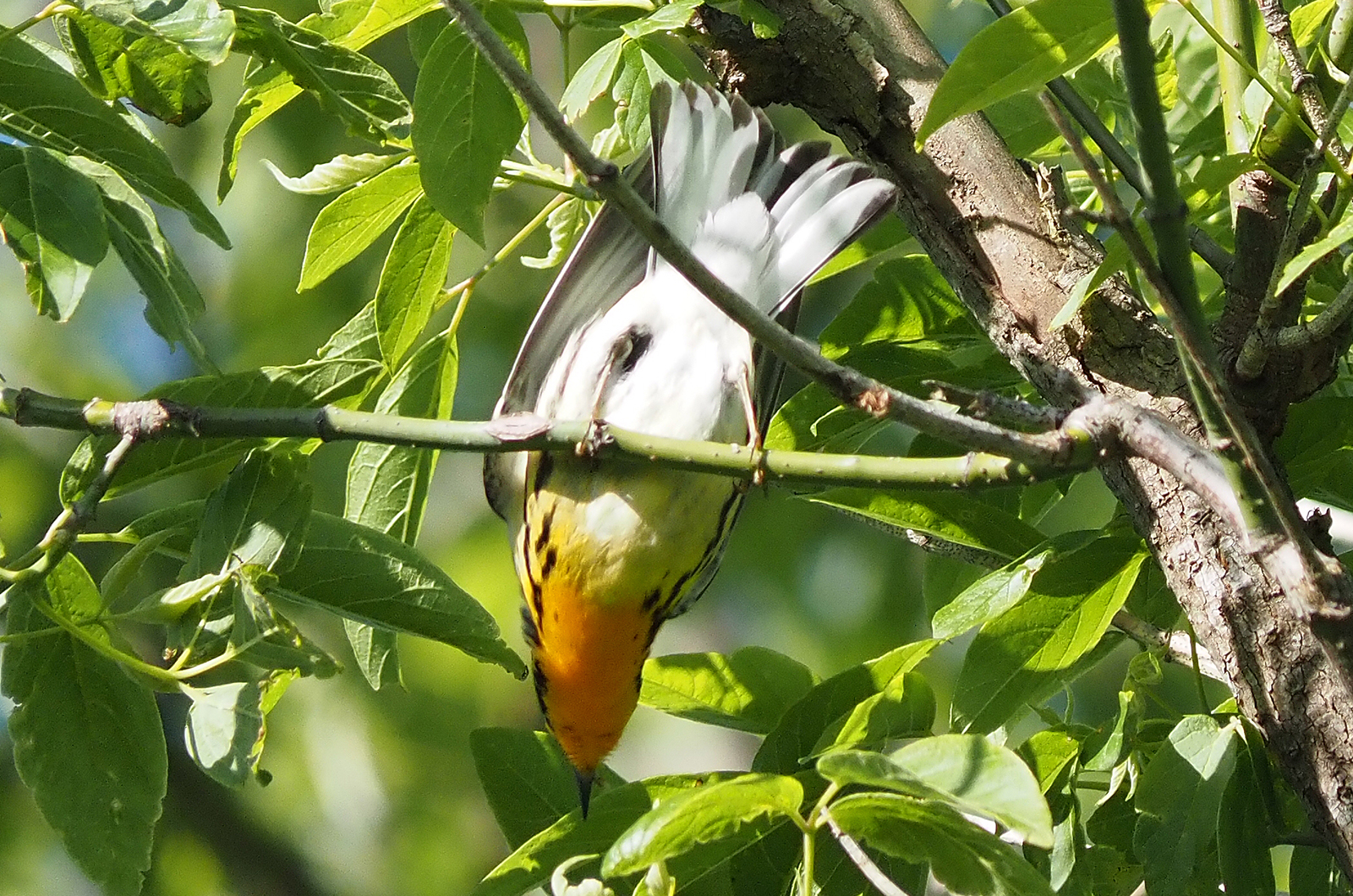 Vineyard Gazette | Bird news | Warbler Wave