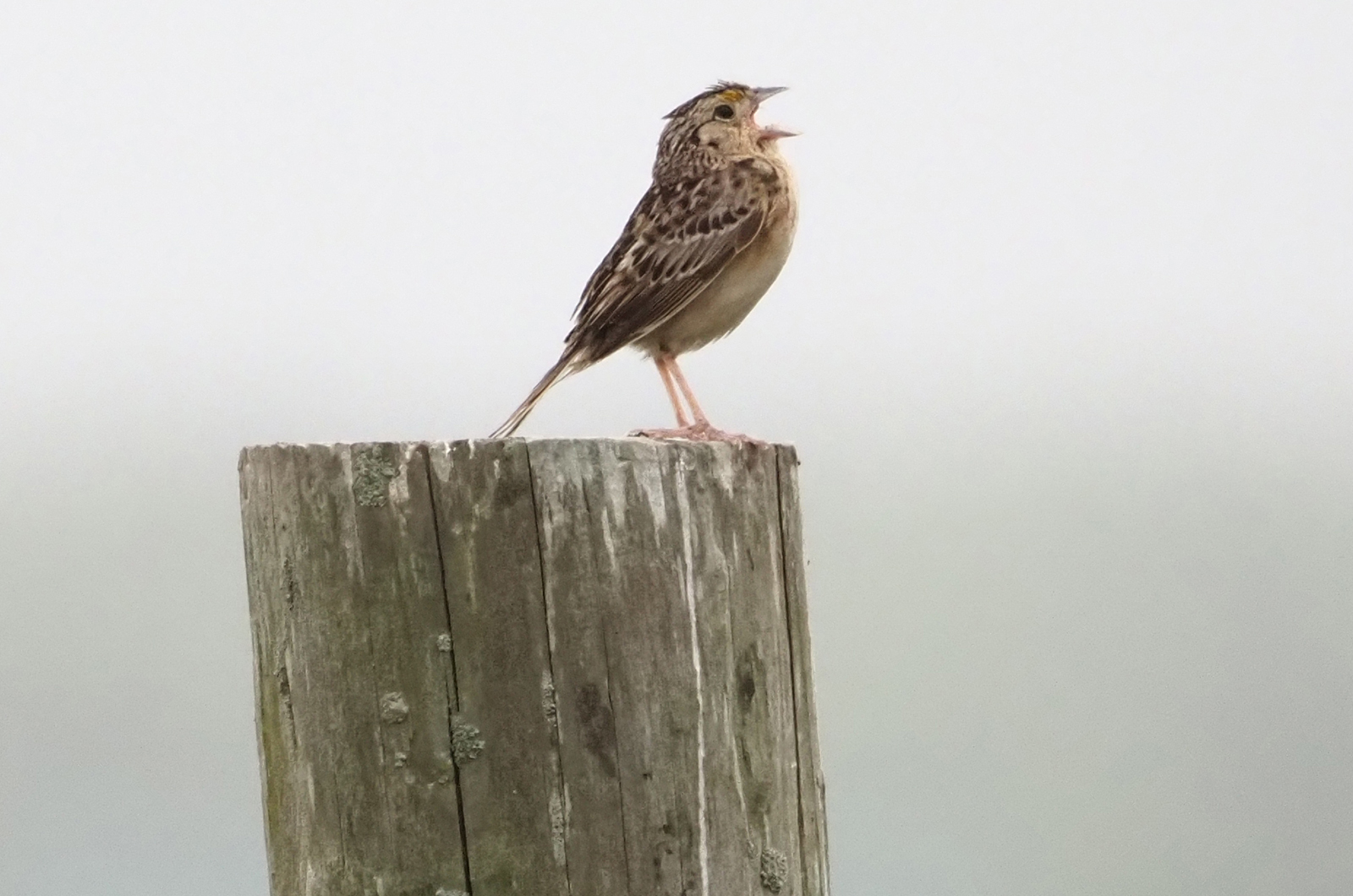 Vineyard Gazette | | Vagrant!