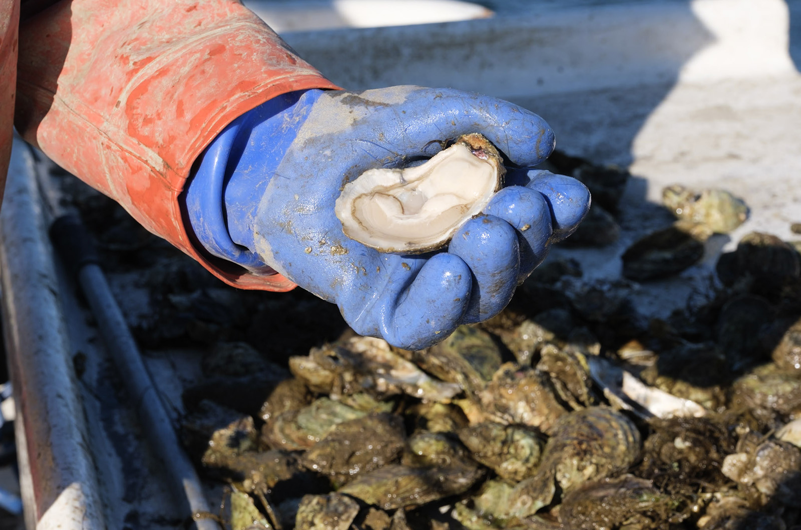 Vineyard Gazette | Oysters | Wild Oysters Maintain Niche, But Farmed ...
