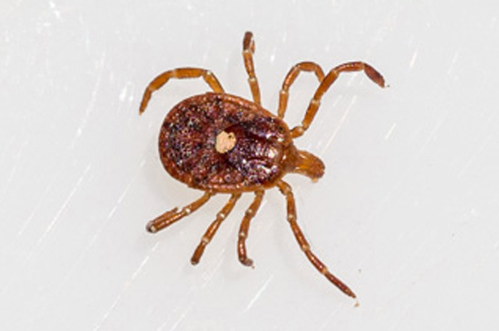 Vineyard Gazette | Alpha-gal | Alpha-Gal Cases Skyrocket as Lone Star ...