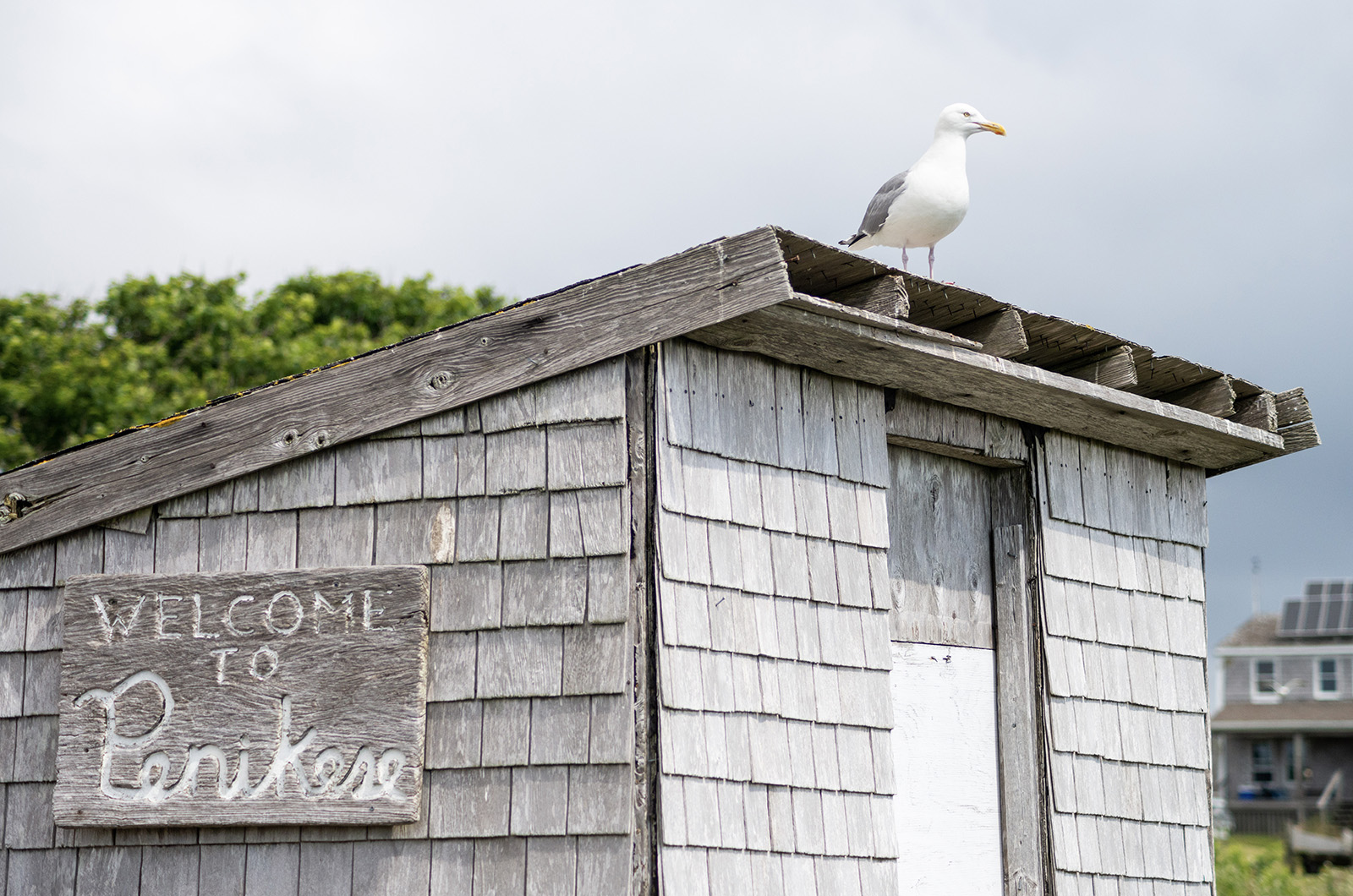 Vineyard Gazette | Penikese Island | Penikese Continues to Be a ...