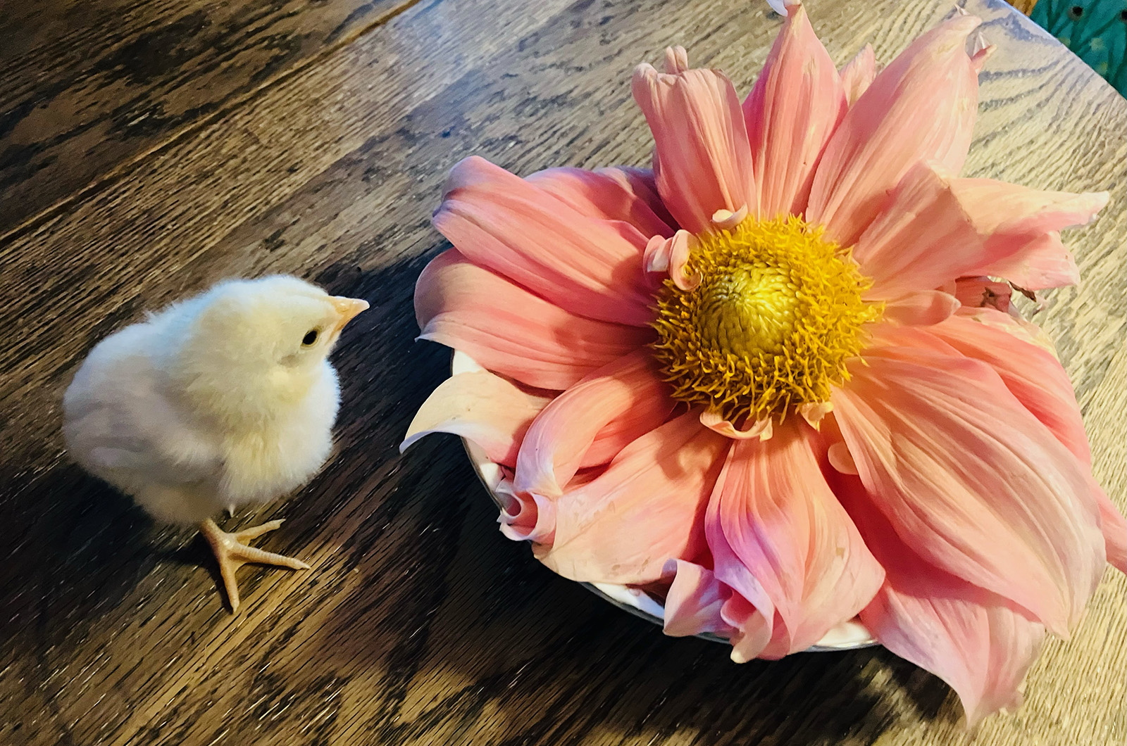 Vineyard Gazette | Vineyard Gardener | Weather Watch