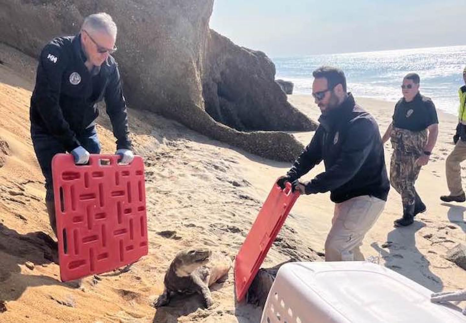 Vineyard Gazette | Seals | Rescuers Save Stranded Seal at Lucy Vincent
