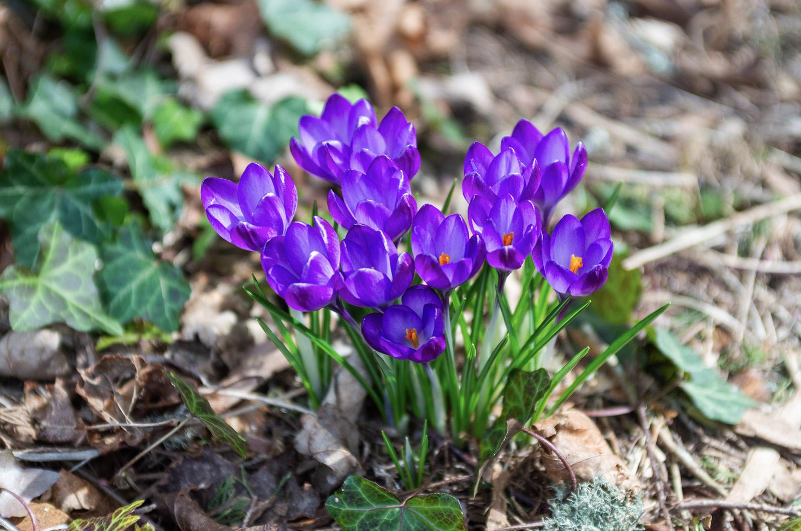 Vineyard Gazette | | An A.M. Ditty, Far from the City